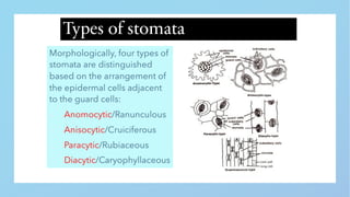 Histology: Epidermal tissues | PDF