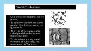 Histology: Epidermal tissues | PDF