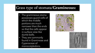 Histology: Epidermal tissues | PDF