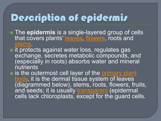 Epidermis | PPTX