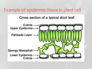 Plant Epidermis