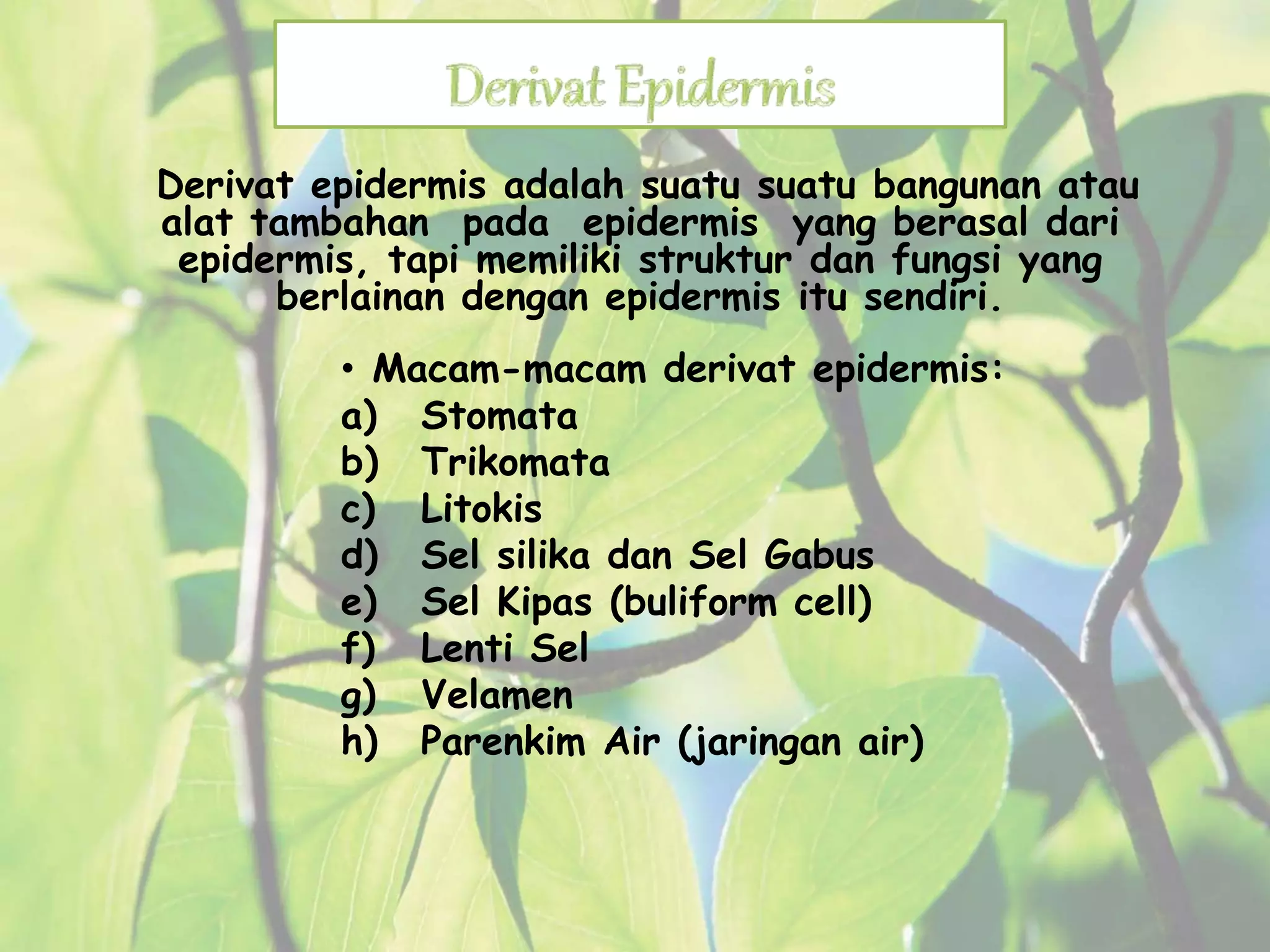 Epidermis | PPTX