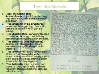 Epidermis | PPTX