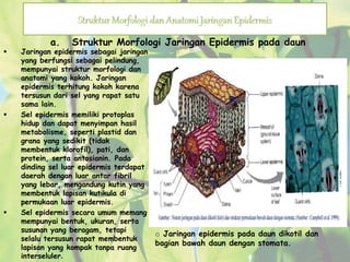 Epidermis | PPTX