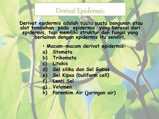 Epidermis | PPTX