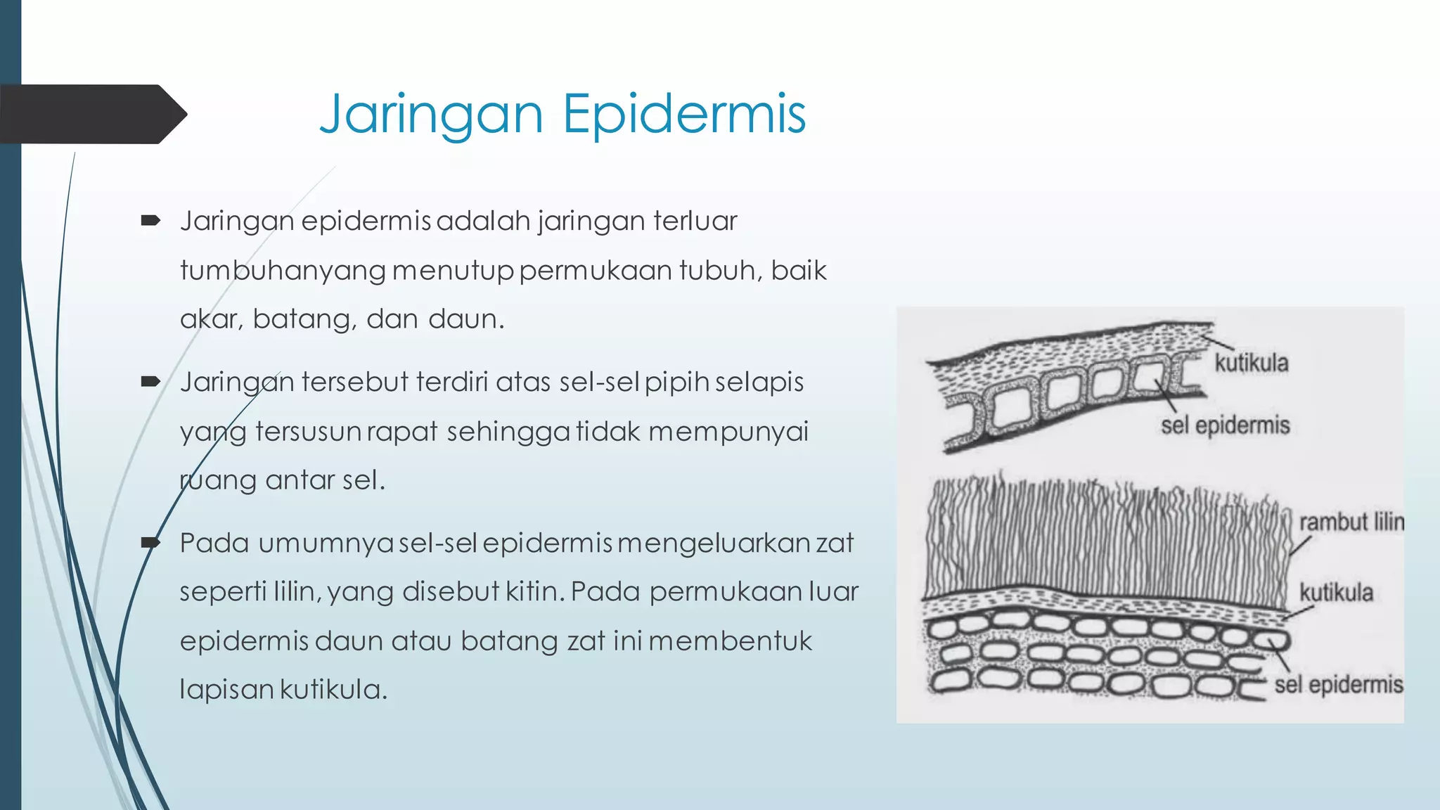 Epidermis | PDF