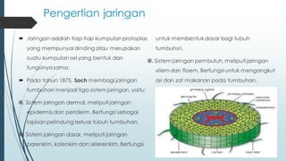 Epidermis | PDF