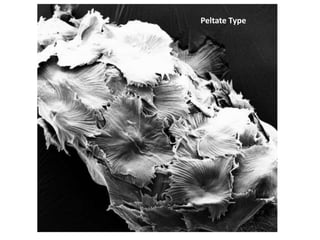 Epidermis | PPTX