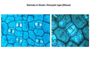Epidermis | PPTX