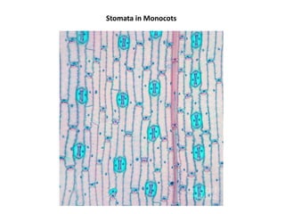 Epidermis | PPTX