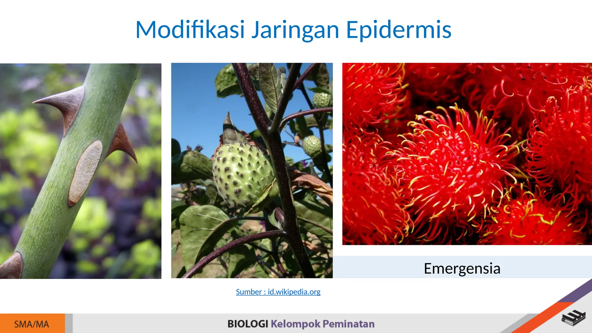 JARINGAN EPIDERMIS TUMBUHAN KELAS XI SMA | PPT
