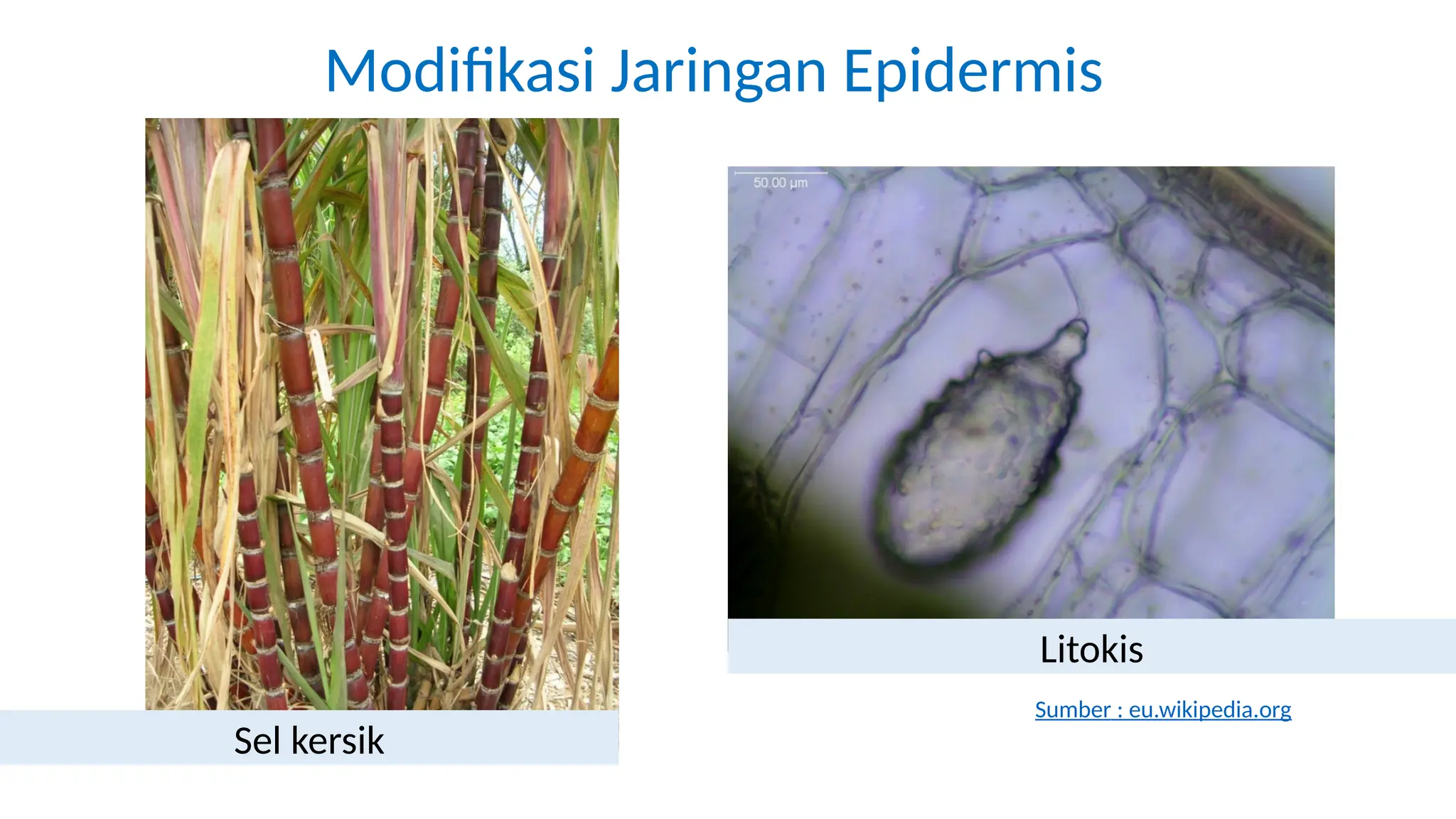 JARINGAN EPIDERMIS TUMBUHAN KELAS XI SMA | PPT