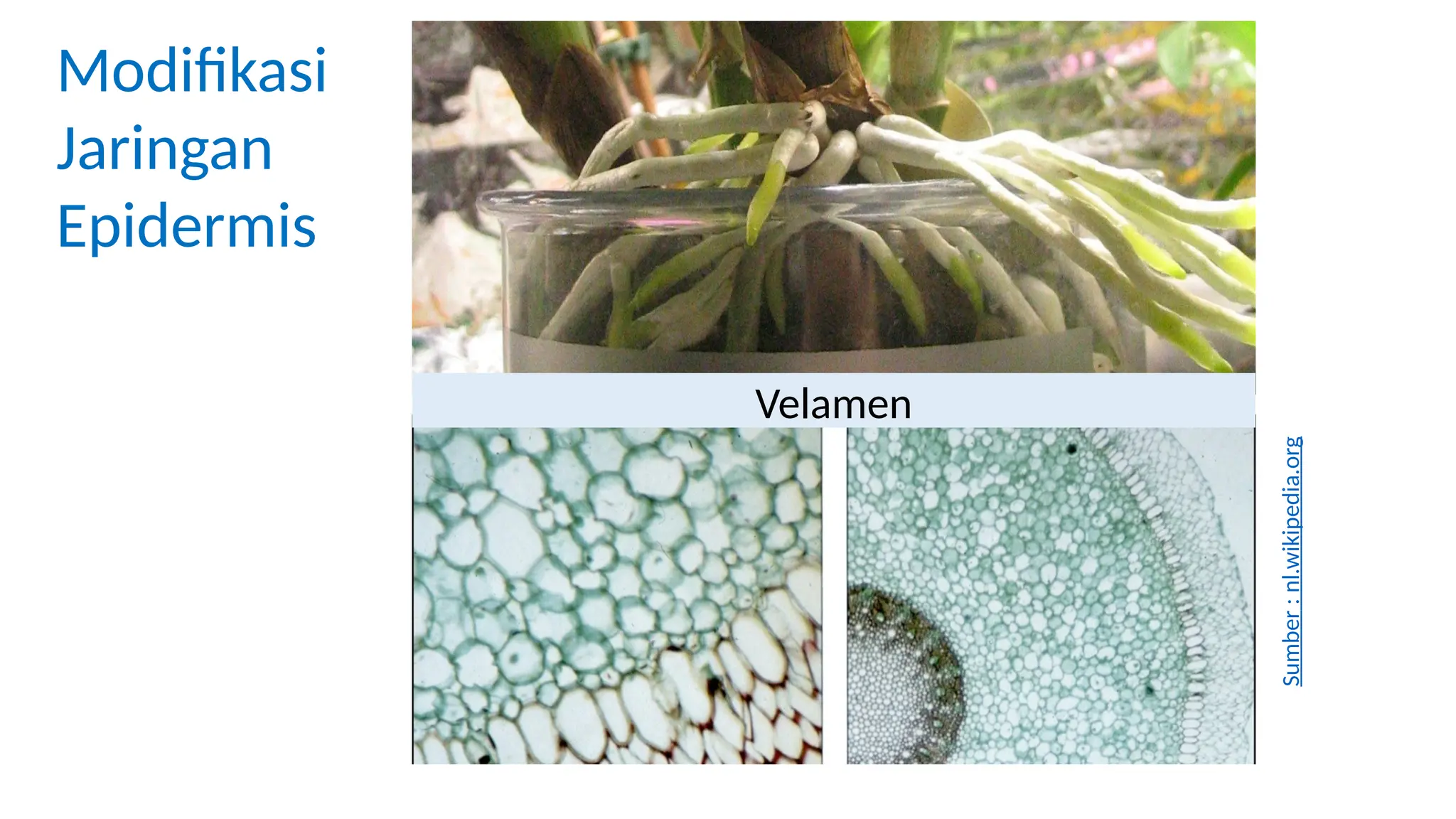 JARINGAN EPIDERMIS TUMBUHAN KELAS XI SMA | PPT