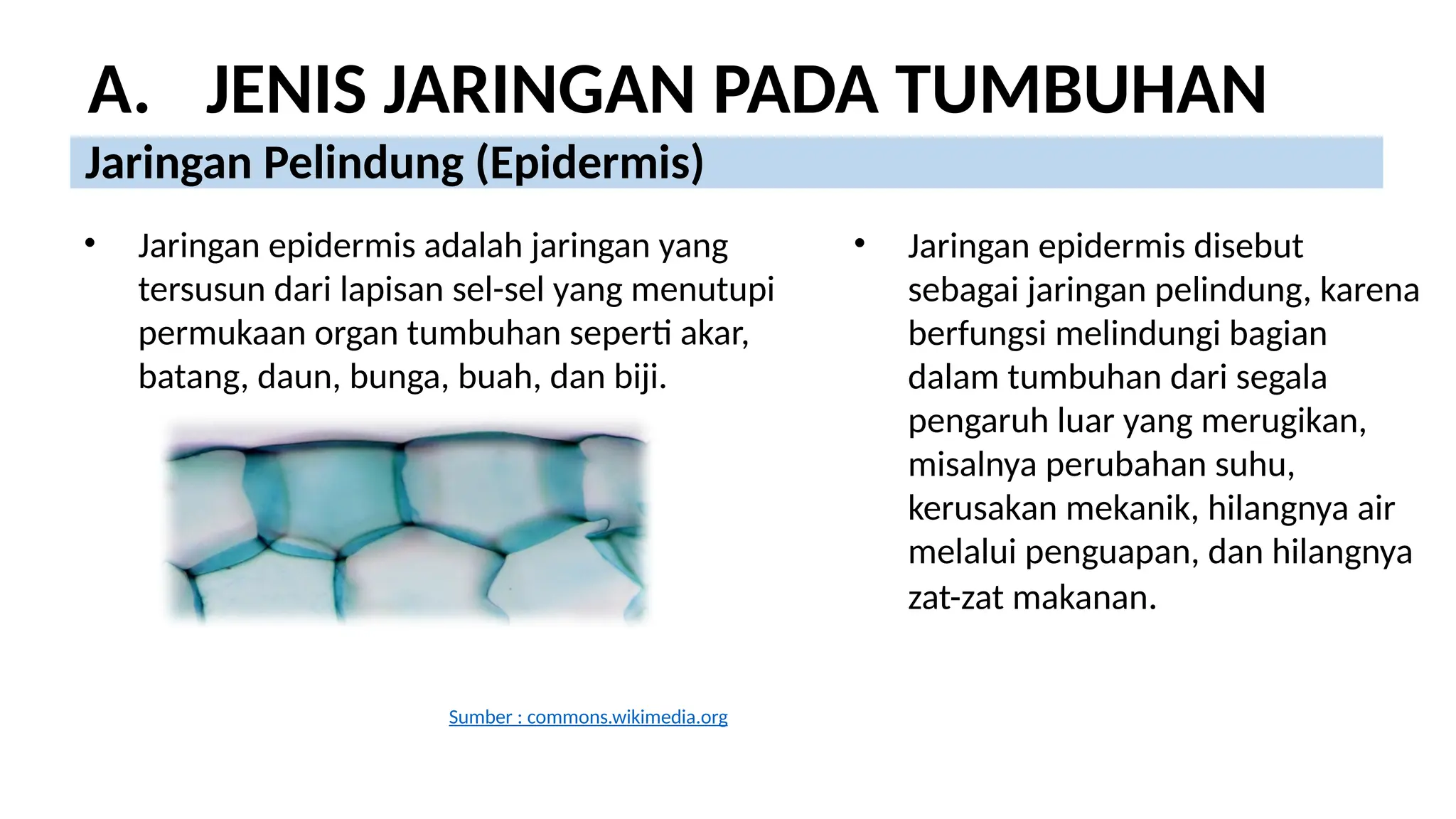 JARINGAN EPIDERMIS TUMBUHAN KELAS XI SMA | PPT