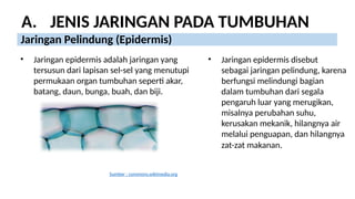 JARINGAN EPIDERMIS TUMBUHAN KELAS XI SMA | PPTX