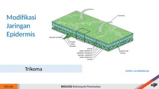 JARINGAN EPIDERMIS TUMBUHAN KELAS XI SMA | PPT