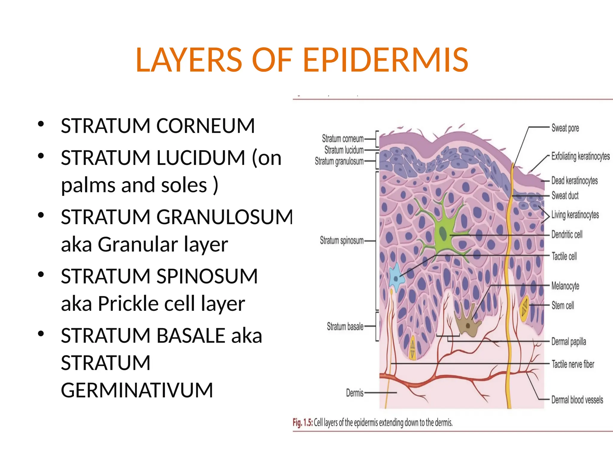 EPIDERMIS brief introduction (layers and cells) | PPTX