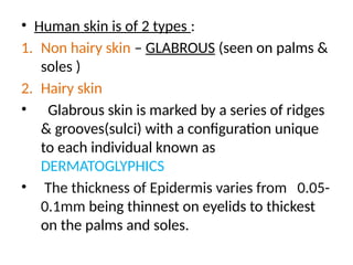 EPIDERMIS brief introduction (layers and cells) | PPTX