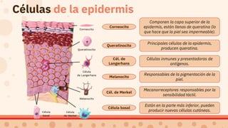 La epidemis, capas e caracteristicas principales.pptx