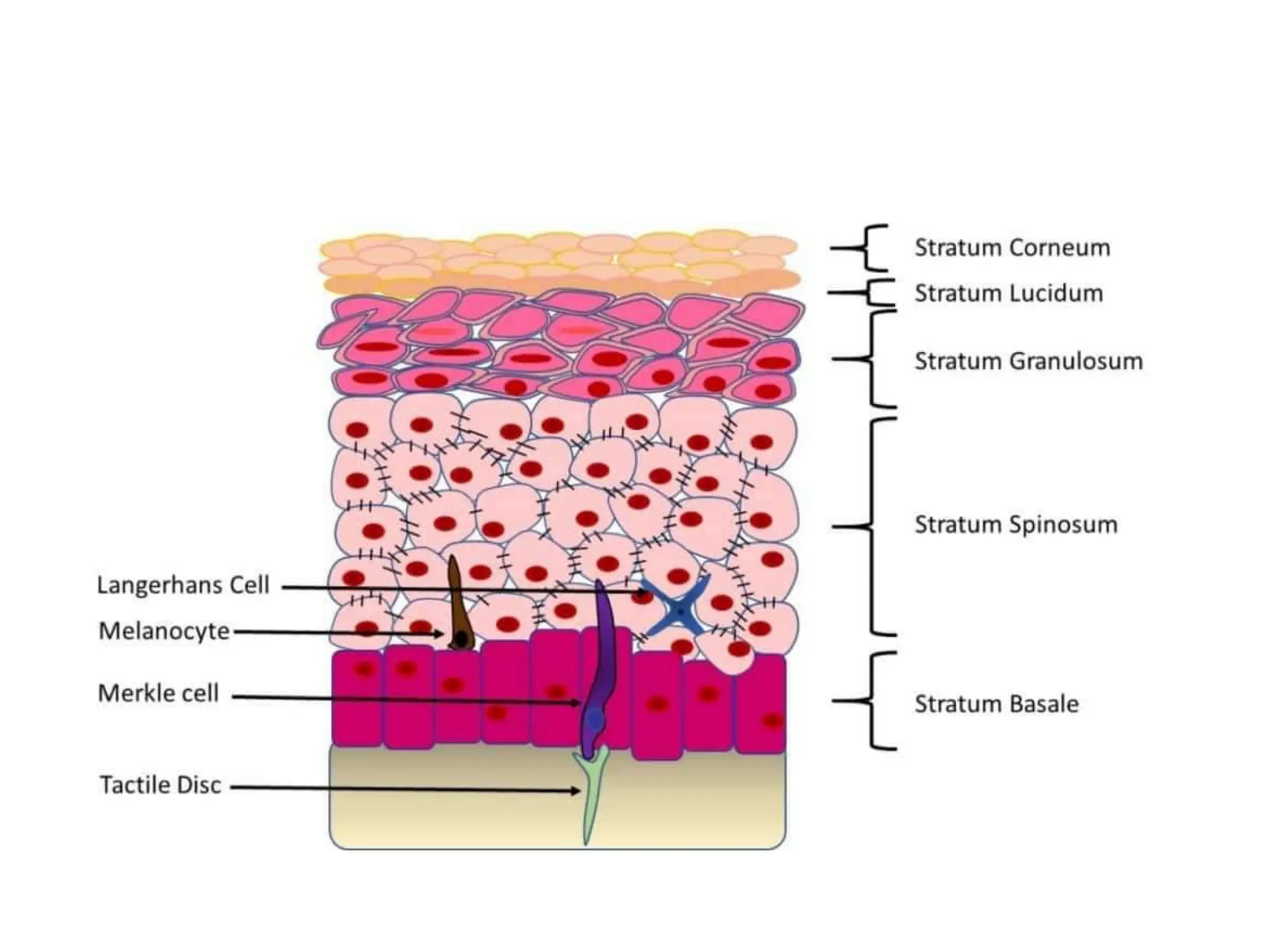 EPIDERMIS(CELLS AND LAYERS).pptx by HFNMTC | PPTX