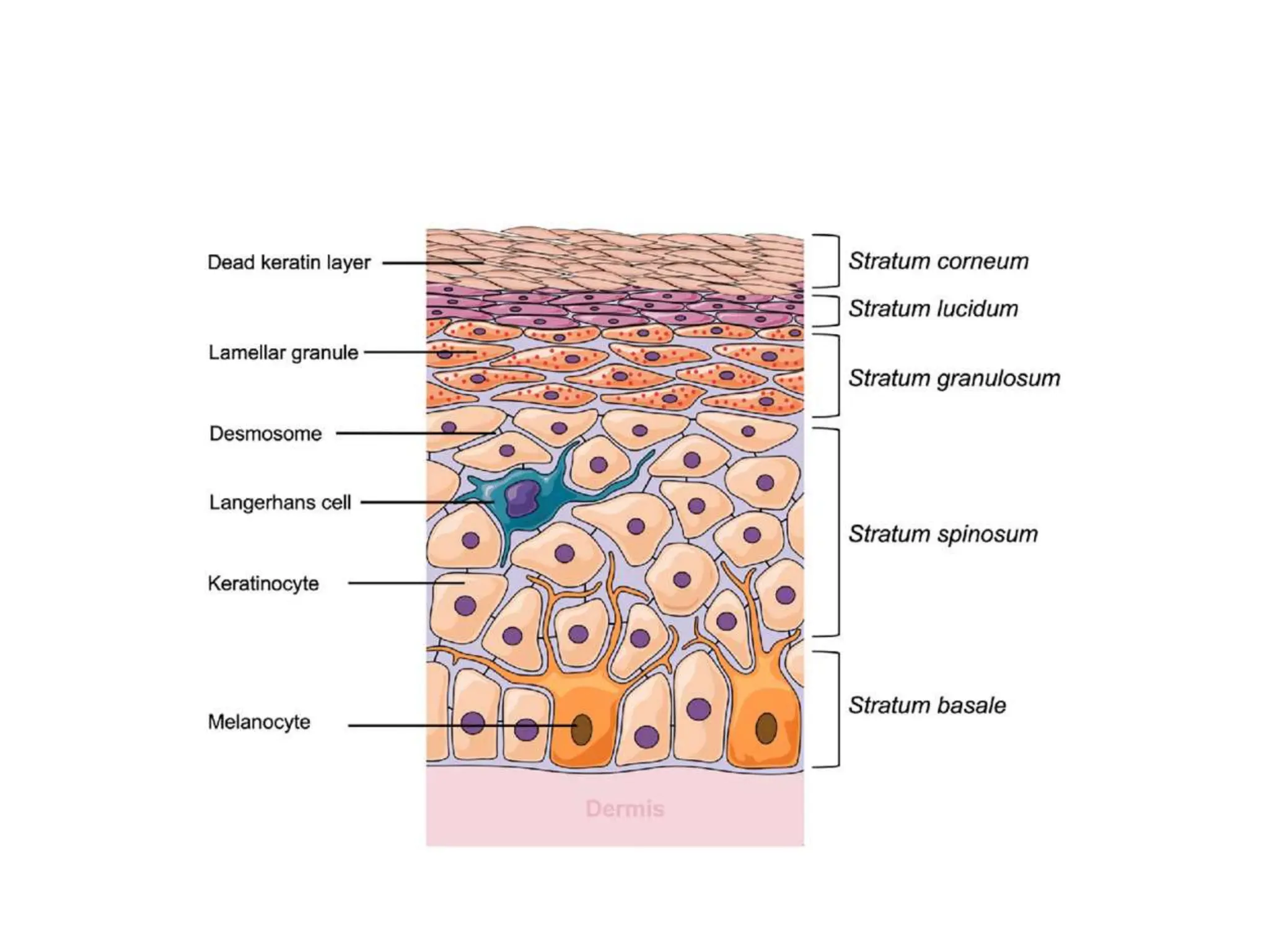 EPIDERMIS(CELLS AND LAYERS).pptx by HFNMTC | PPTX