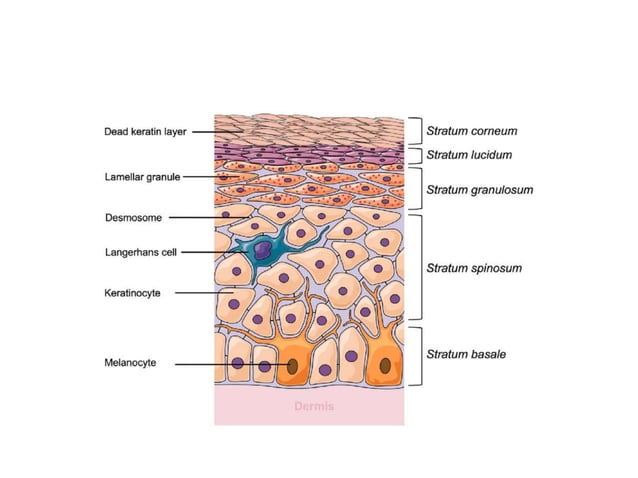 EPIDERMIS(CELLS AND LAYERS).pptx by HFNMTC | PPTX | Skin and ...