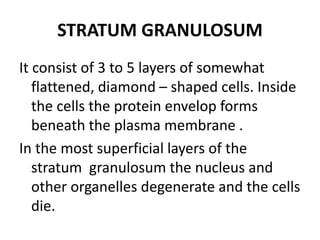 EPIDERMIS(CELLS AND LAYERS).pptx by HFNMTC | PPTX