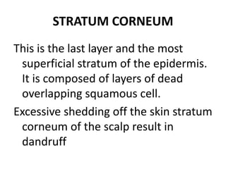 EPIDERMIS(CELLS AND LAYERS).pptx by HFNMTC | PPTX | Skin and ...