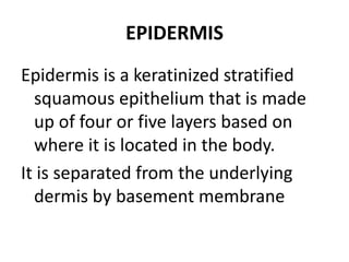 EPIDERMIS(CELLS AND LAYERS).pptx by HFNMTC | PPTX