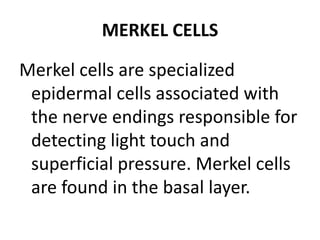 EPIDERMIS(CELLS AND LAYERS).pptx by HFNMTC | PPTX