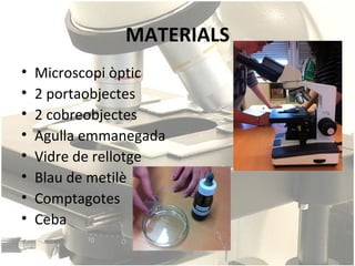 Epidermis de ceba | PPT