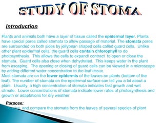 Epidermis | PPT