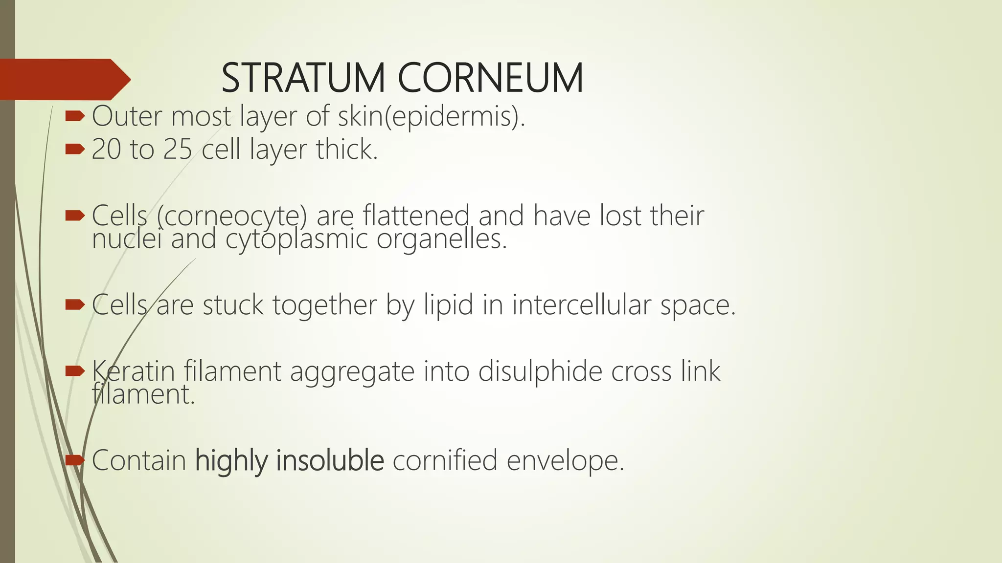 intoduction to skin | PPTX