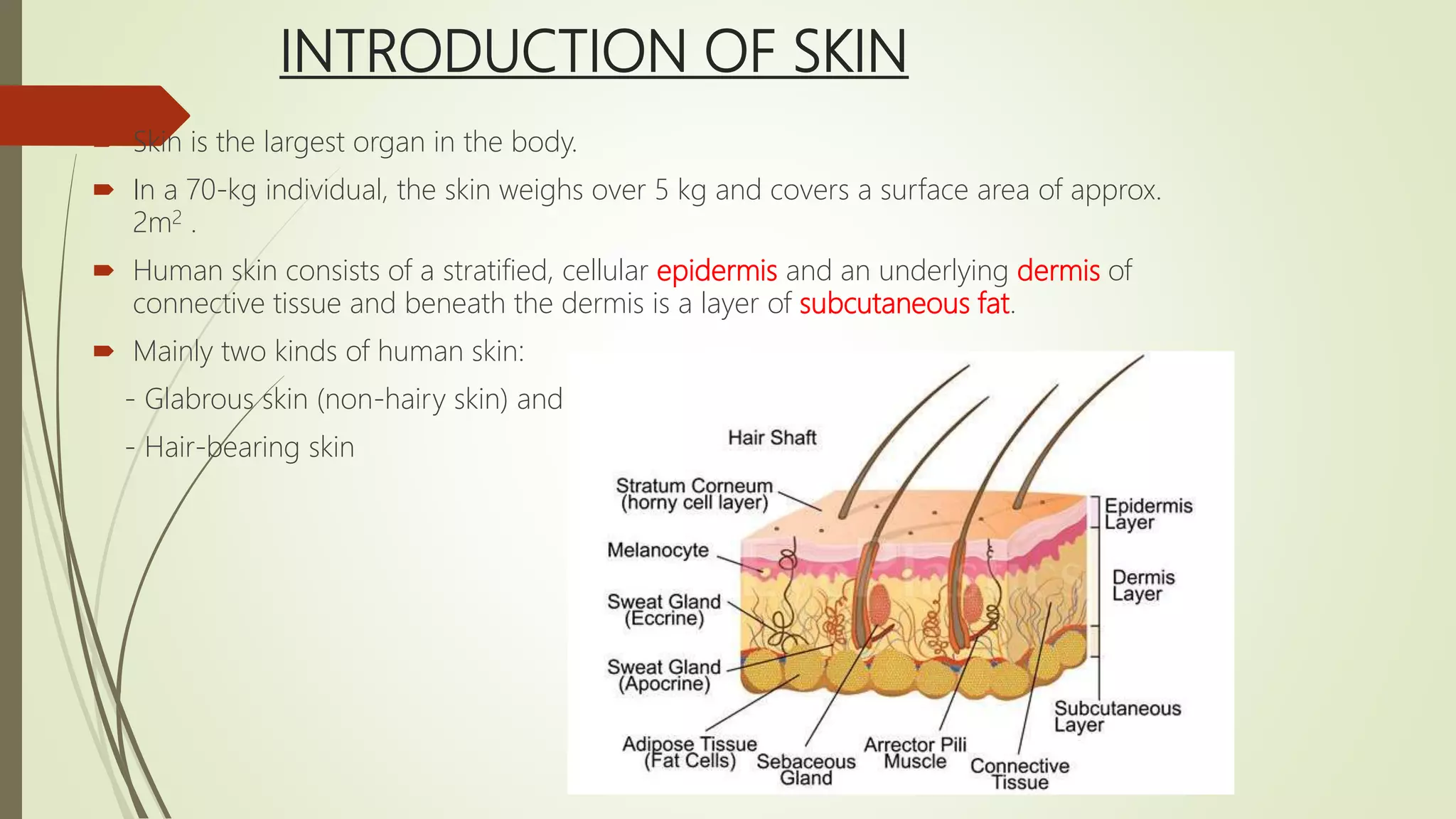 intoduction to skin | PPTX