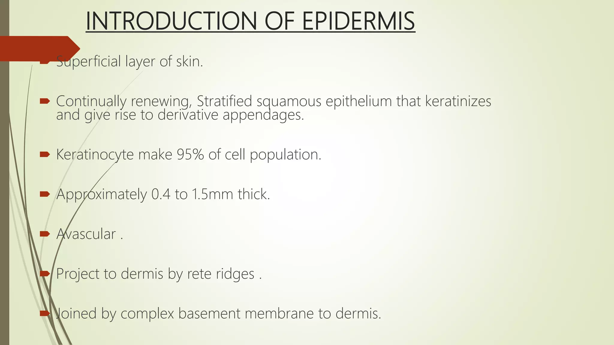 intoduction to skin | PPTX