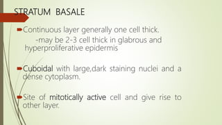 intoduction to skin | PPT