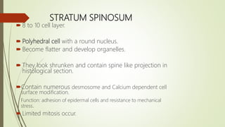 intoduction to skin | PPTX