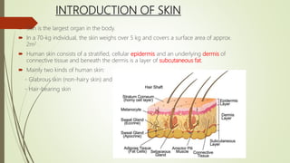 intoduction to skin | PPT