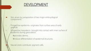 intoduction to skin | PPTX