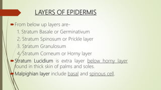 intoduction to skin | PPT