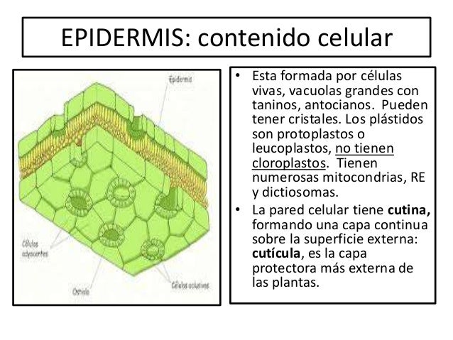 Epidermis y parenquima: estructura y funcion