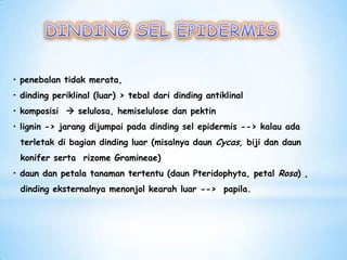 Epidermis | PPTX