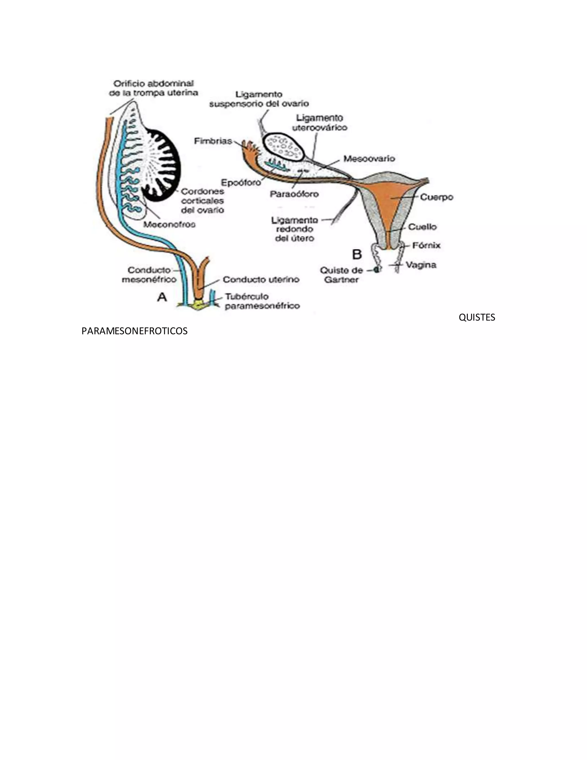 Epidermoide Docx Menopause Endocrine And Metabolic Diseases