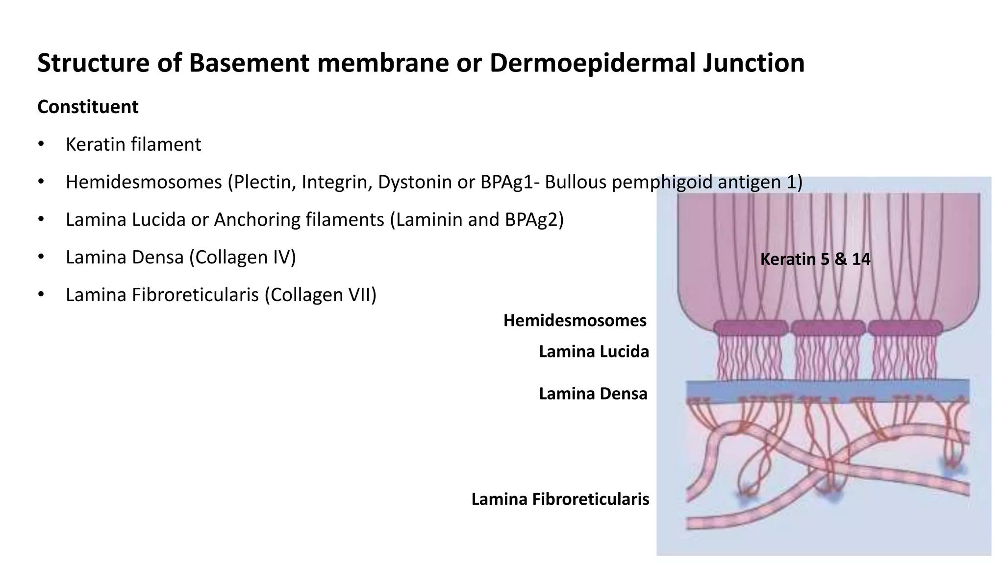 Epidermolysis bullosa | PPTX