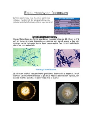Epidermophyton floccosum | DOCX