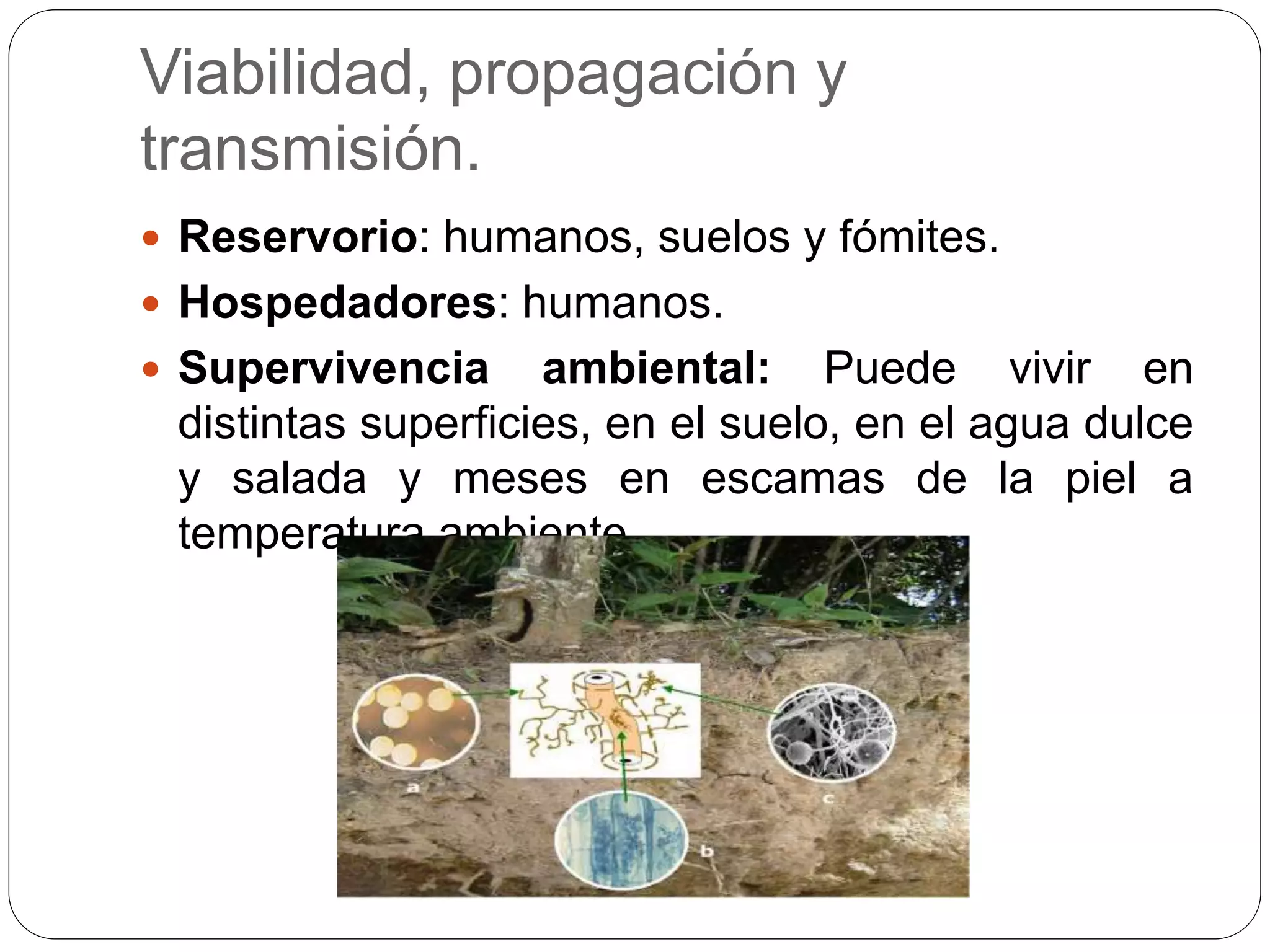 Epidermophyton floccosum | PPTX
