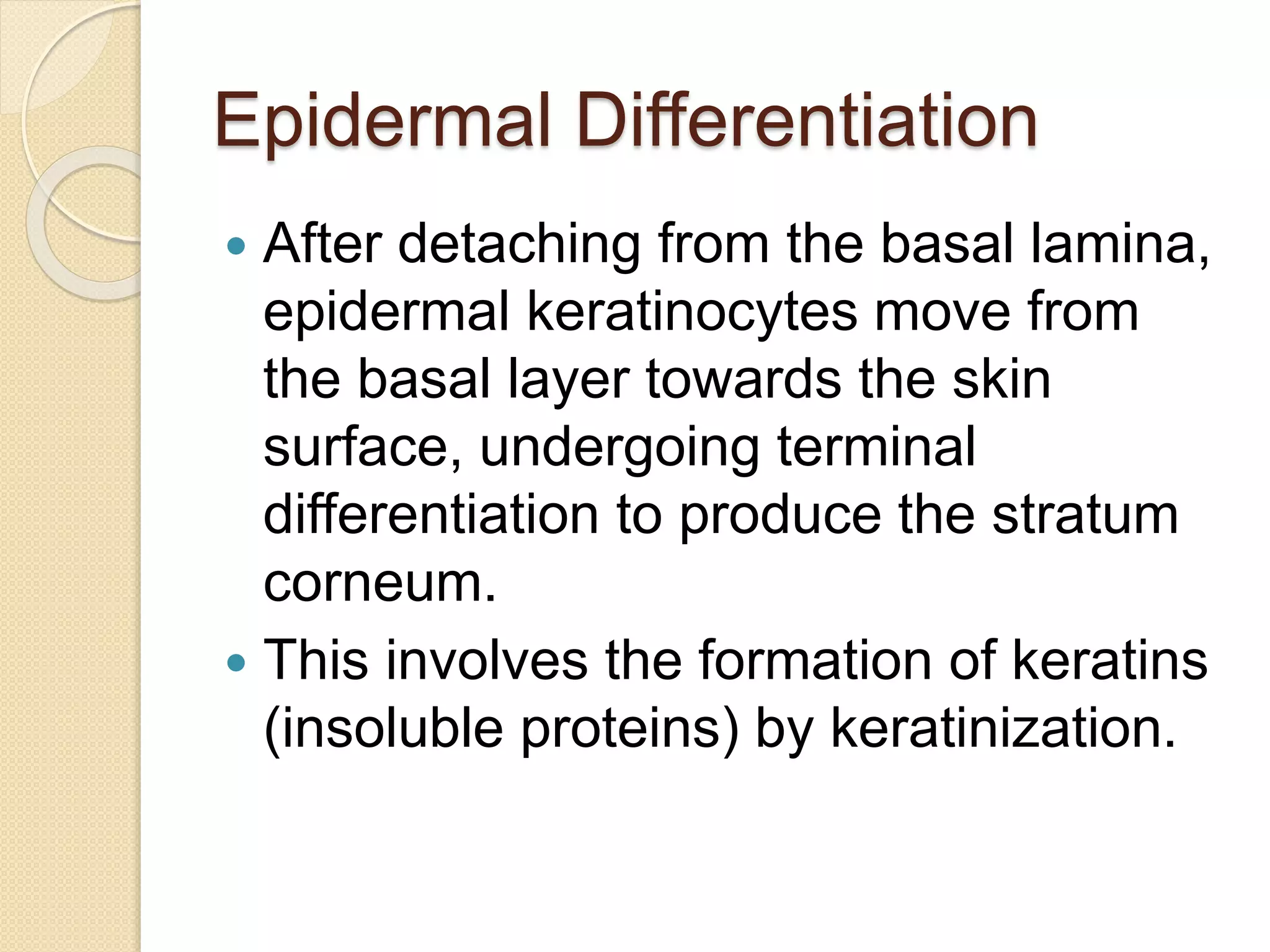 Epidermopoeisis - development of skin | PPTX
