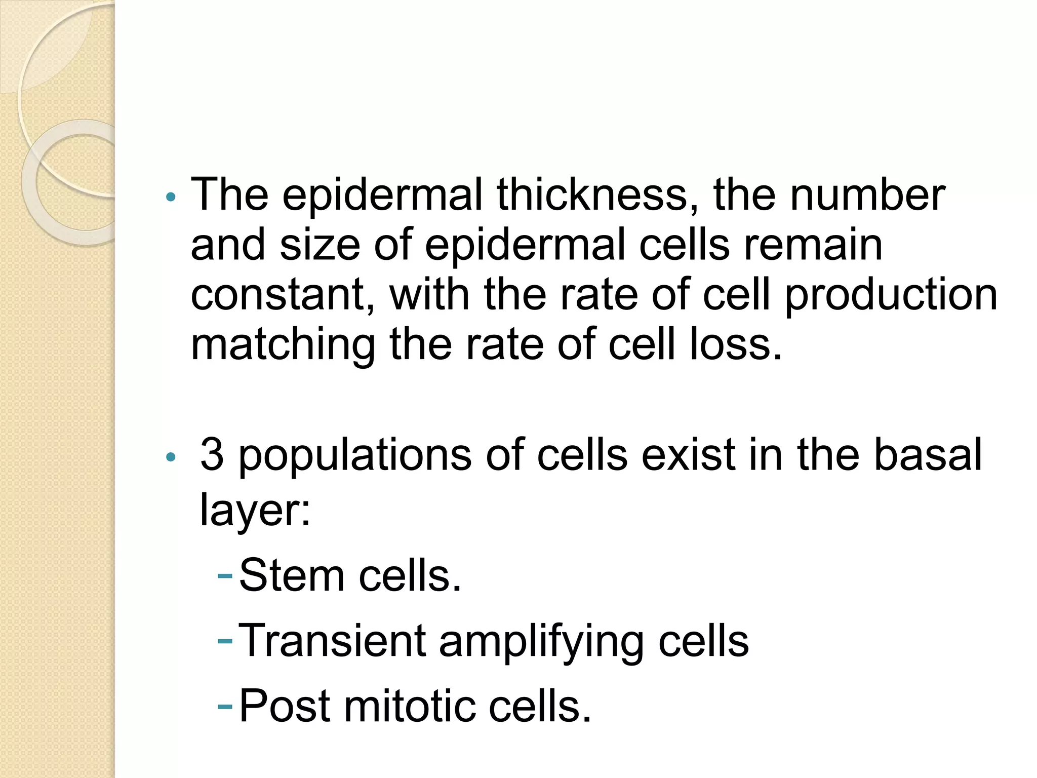 Epidermopoeisis - development of skin | PPTX
