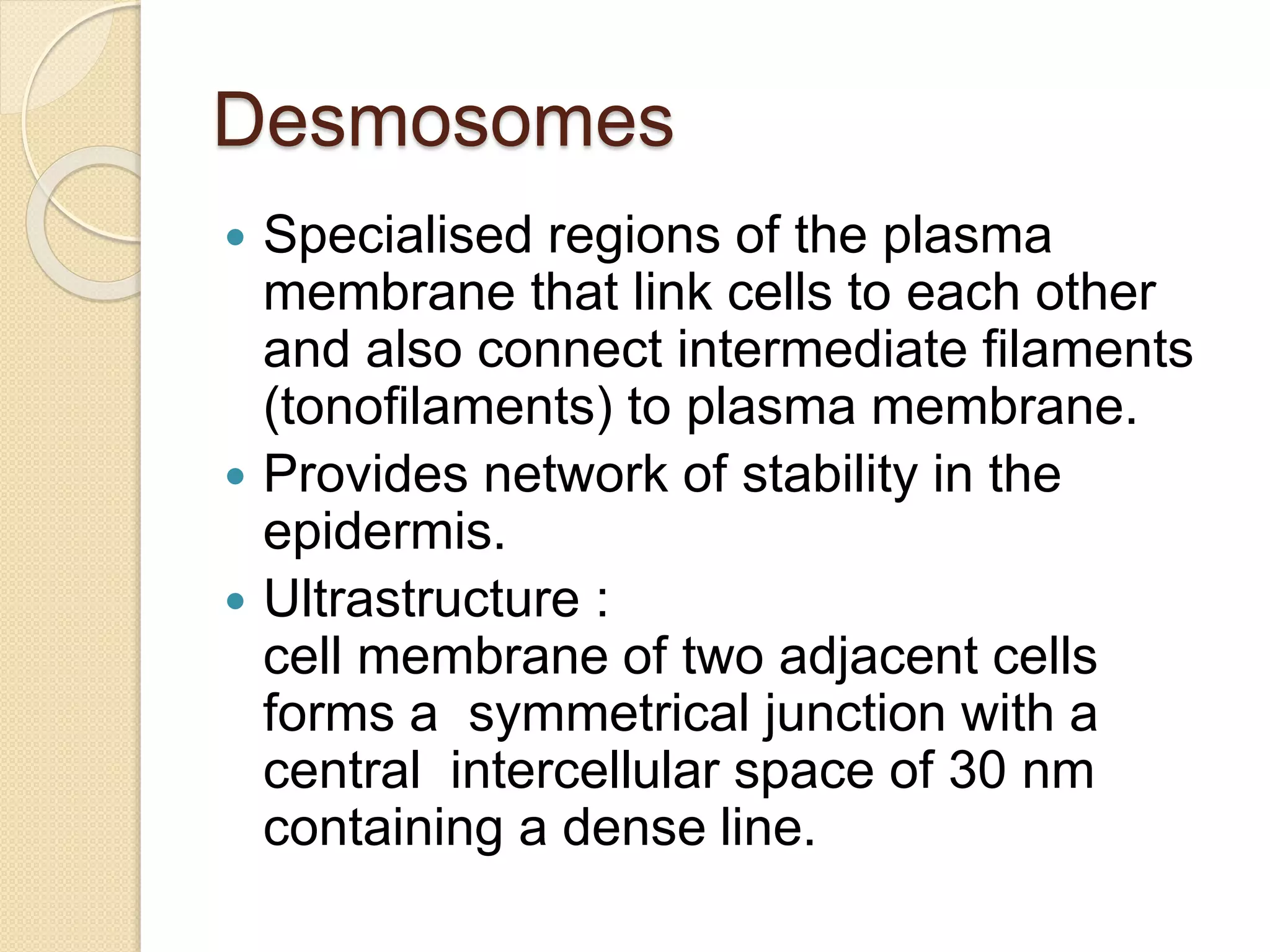 Epidermopoeisis - development of skin | PPTX
