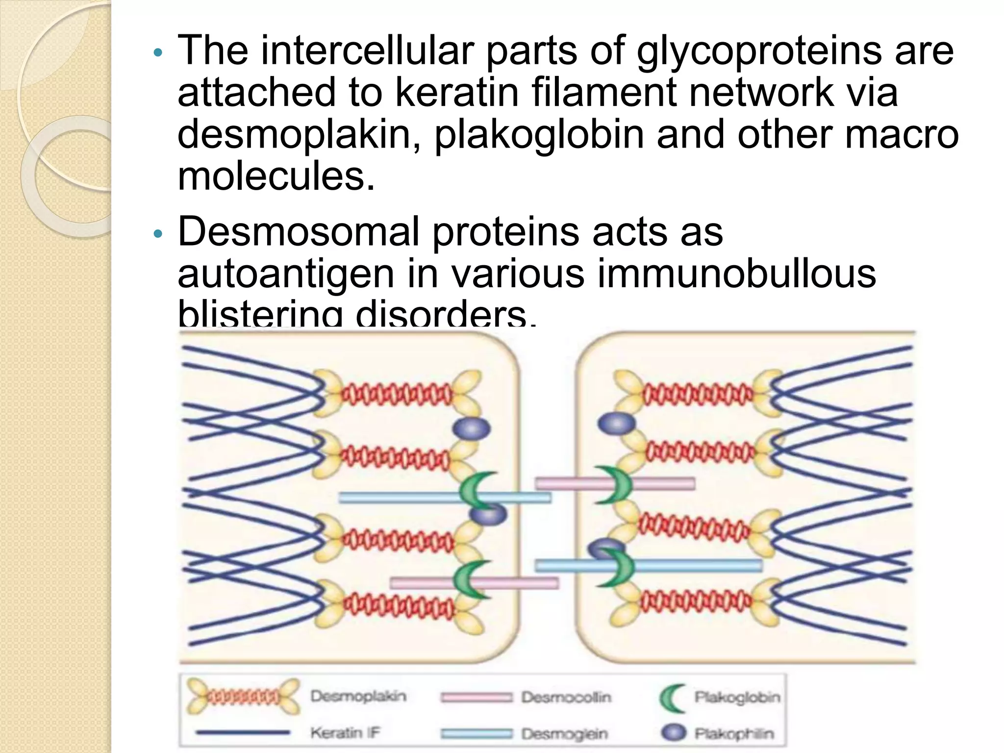 Epidermopoeisis - development of skin | PPTX